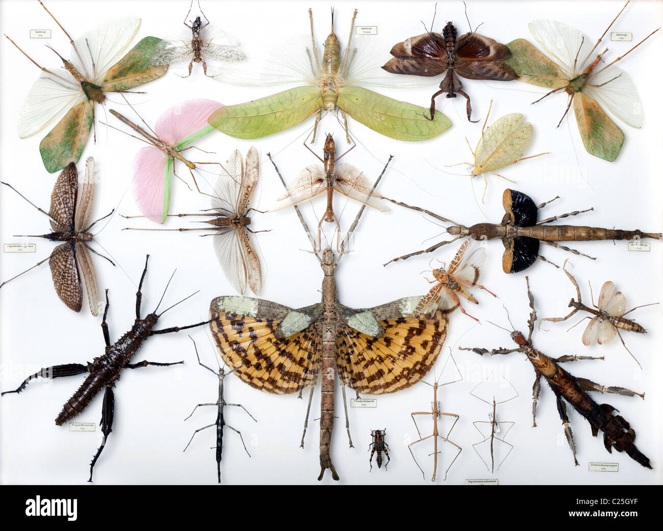 display of walkingsticks and grasshopper collection Stock Photo - Alamy