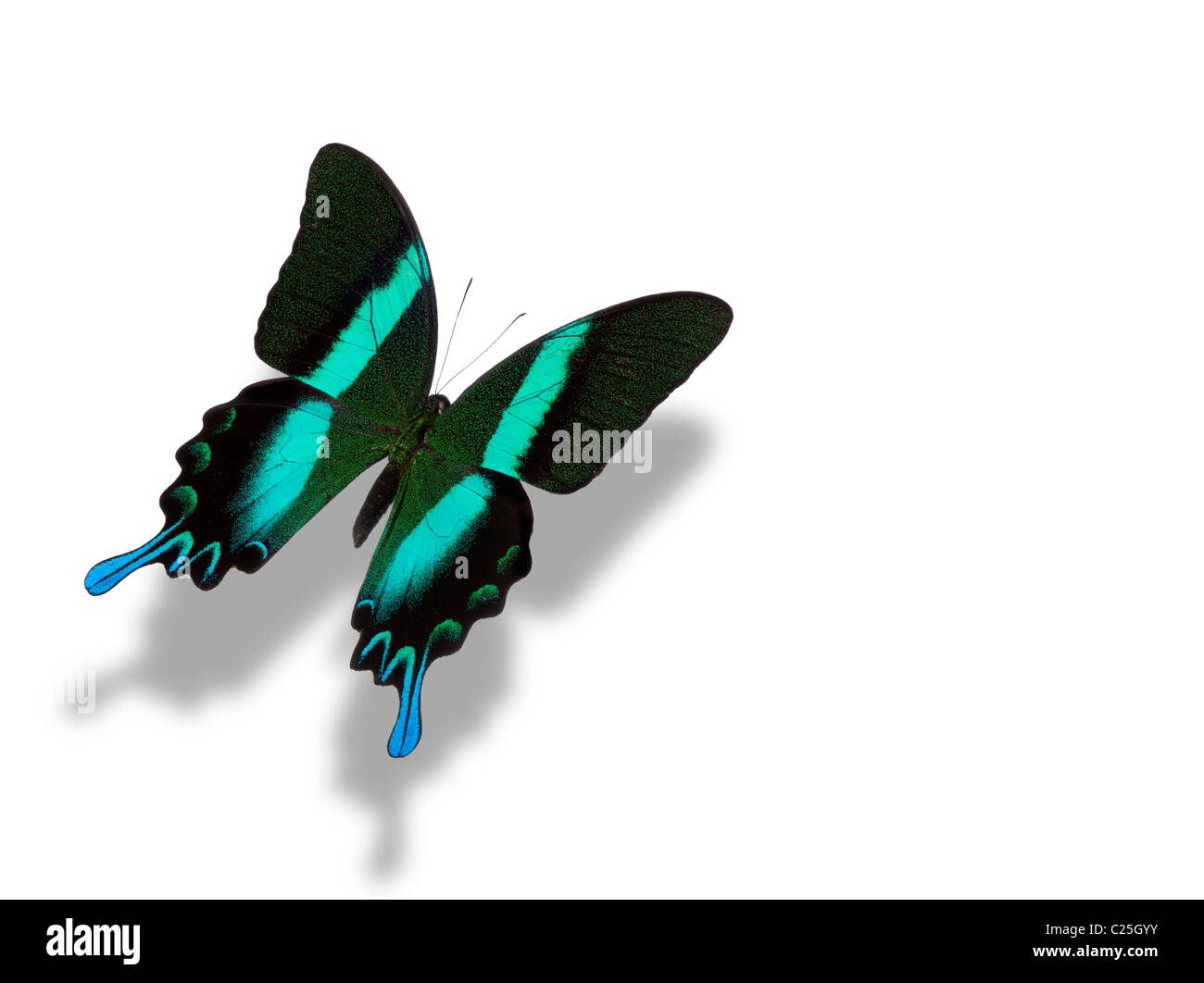 Butterfly with wings spread Cut Out Stock Images & Pictures - Alamy