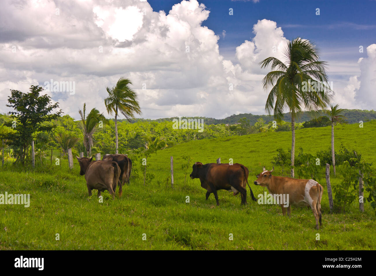Ranching farming cattle hi-res stock photography and images - Alamy