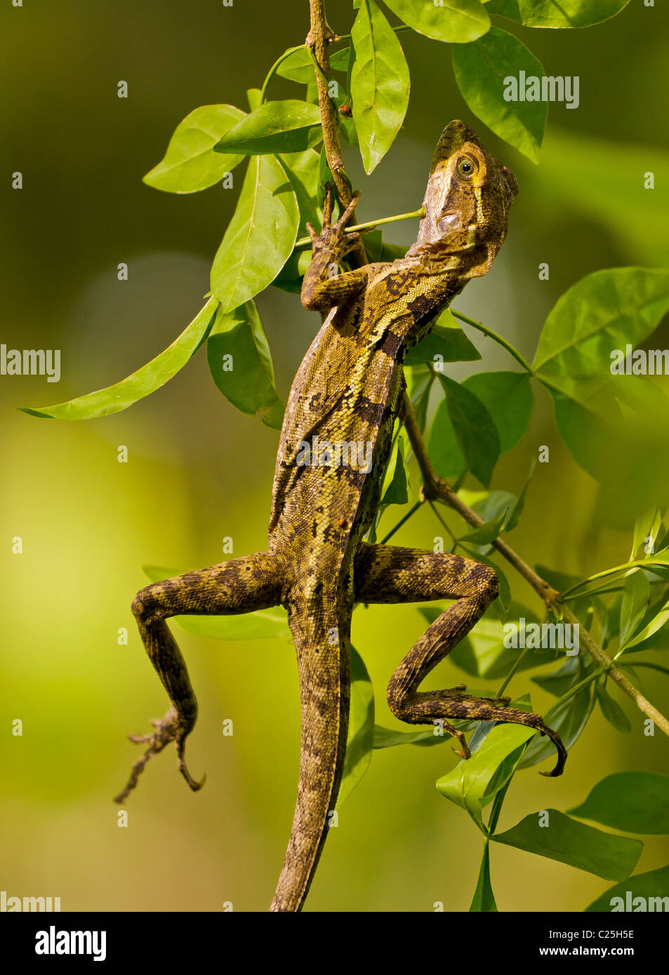 Basilisk lizard hi-res stock photography and images - Alamy