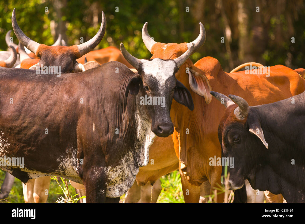 Zebus herd hi-res stock photography and images - Alamy