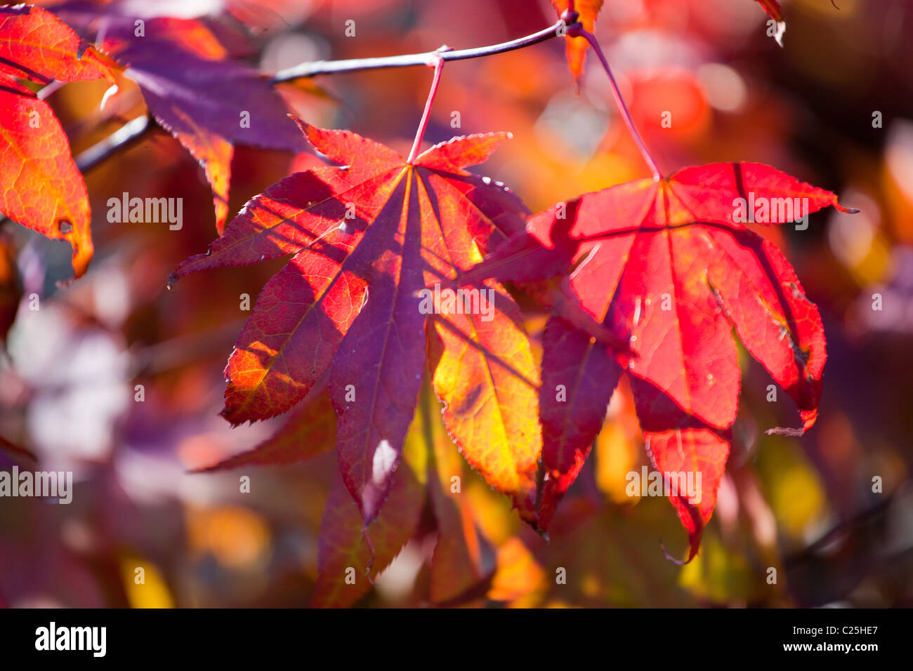 Red and orange leaves on a tree during autumn Stock Photo - Alamy