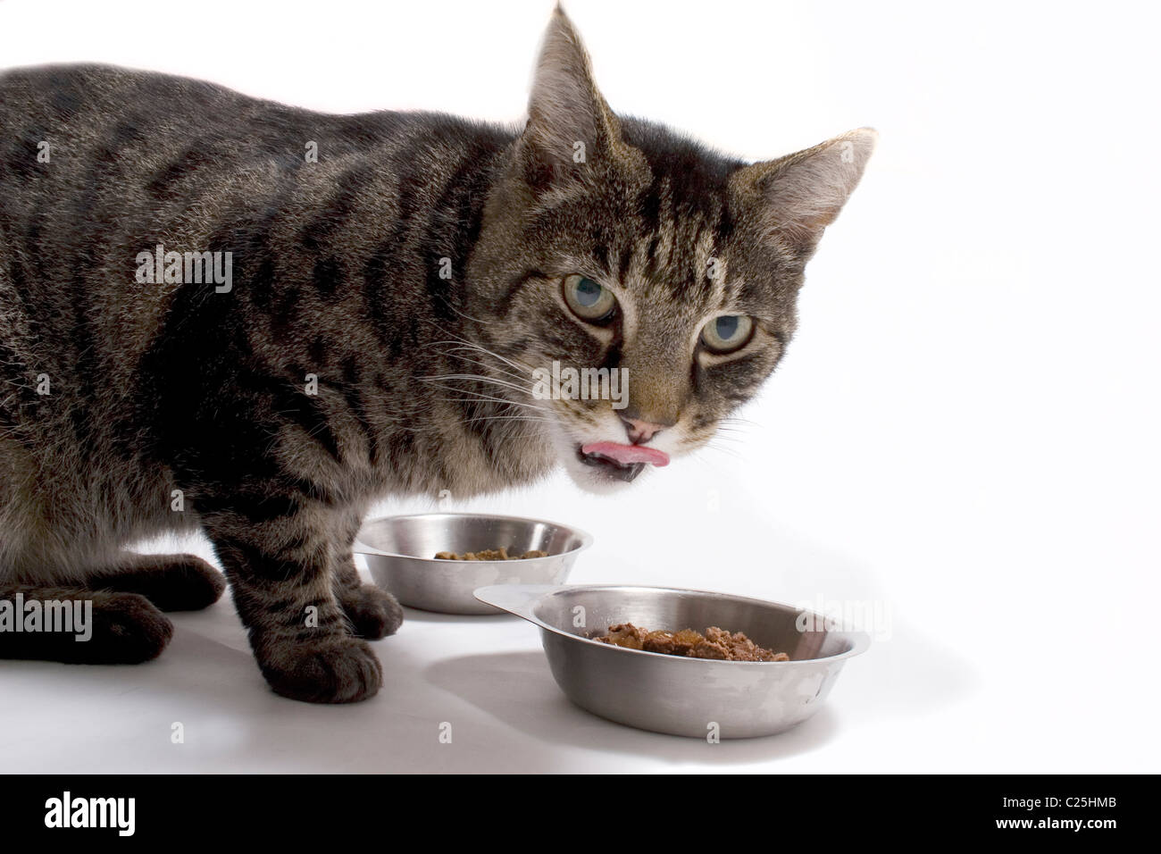 tabby cat eating Stock Photo - Alamy