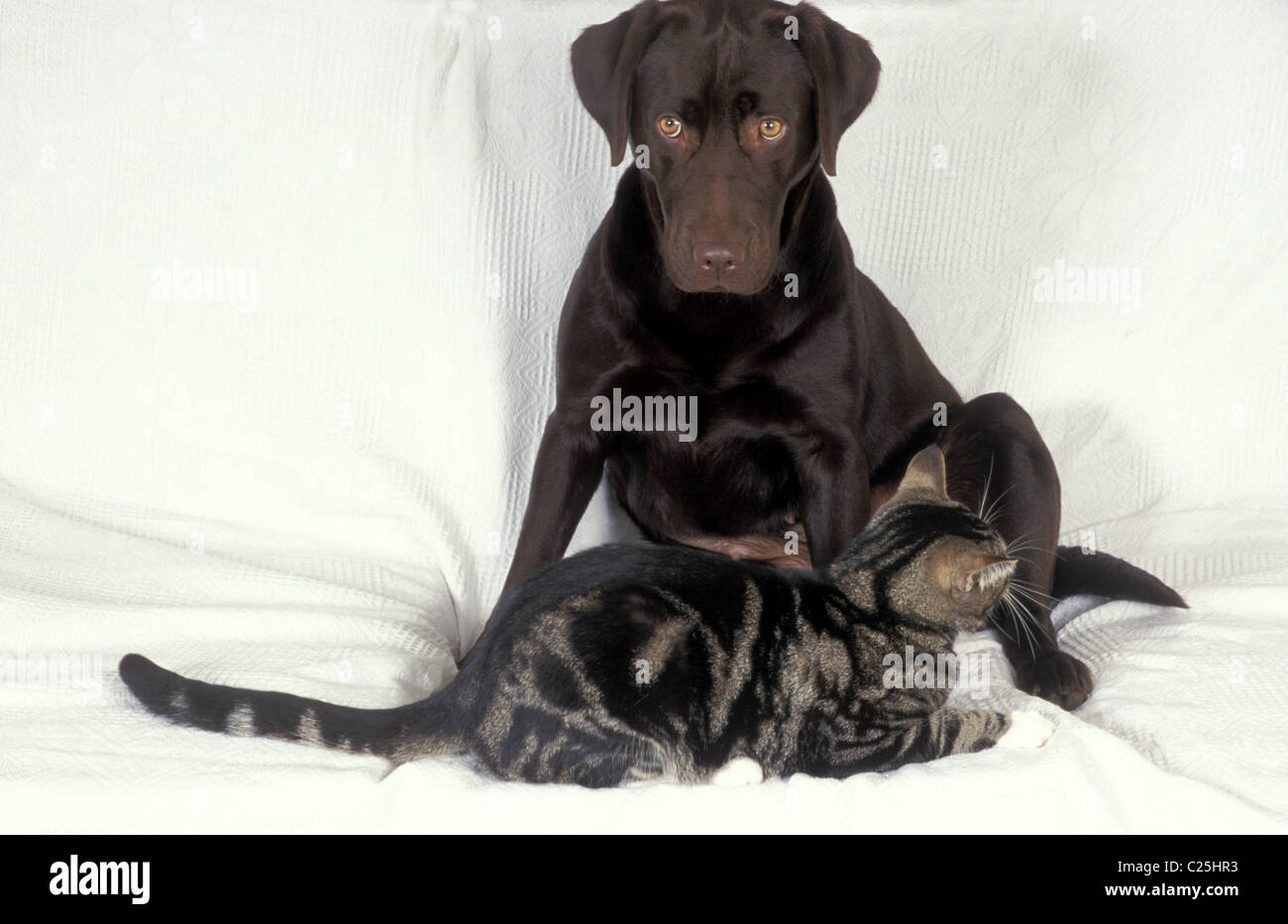 liver labrador adult with tabby cat Stock Photo - Alamy