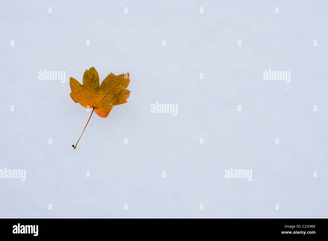 Dead leaf lying in the snow Stock Photo - Alamy