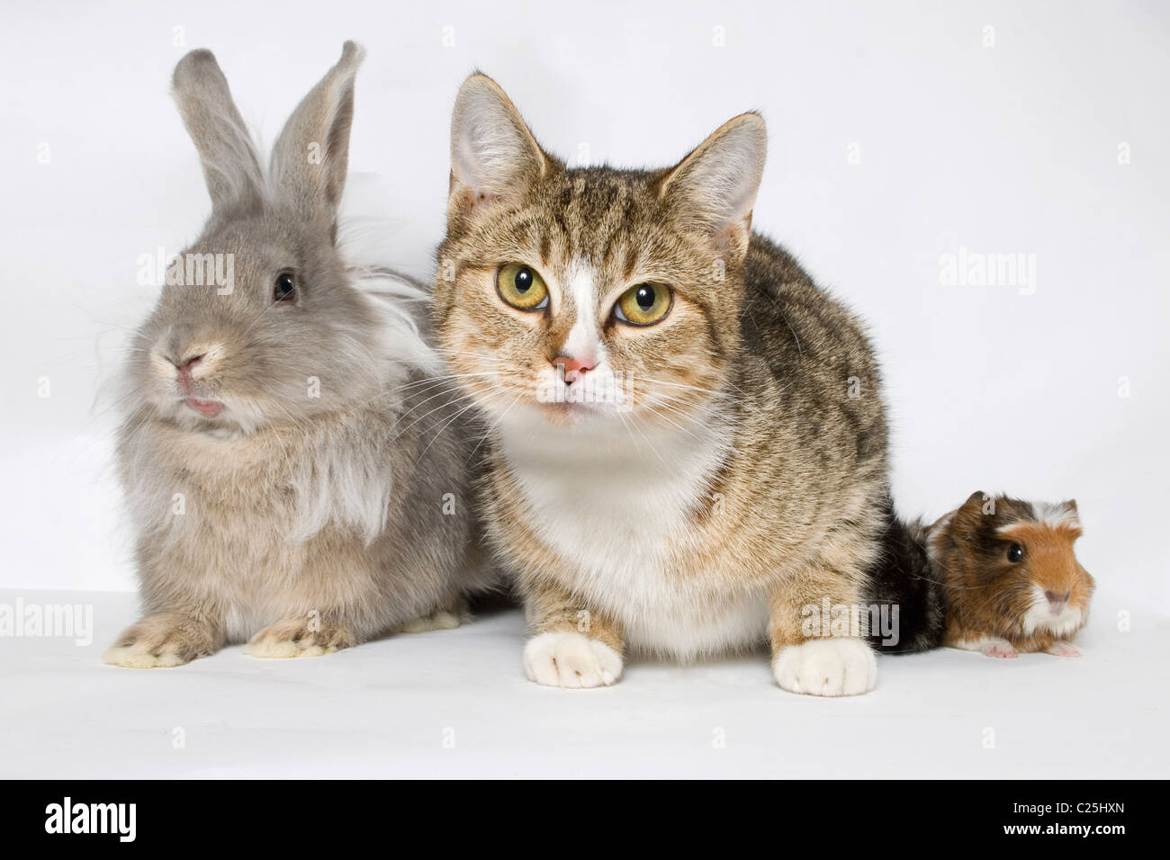 portrait three young pets, grey lionhead cross rabbit, tabby kitten and ...