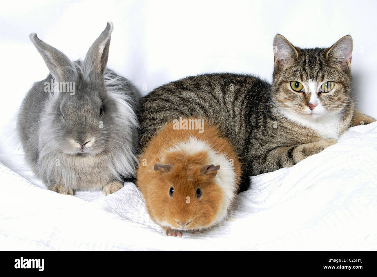 portrait of young cross dutch-lionhead grey rabbit, tabby kitten and ...