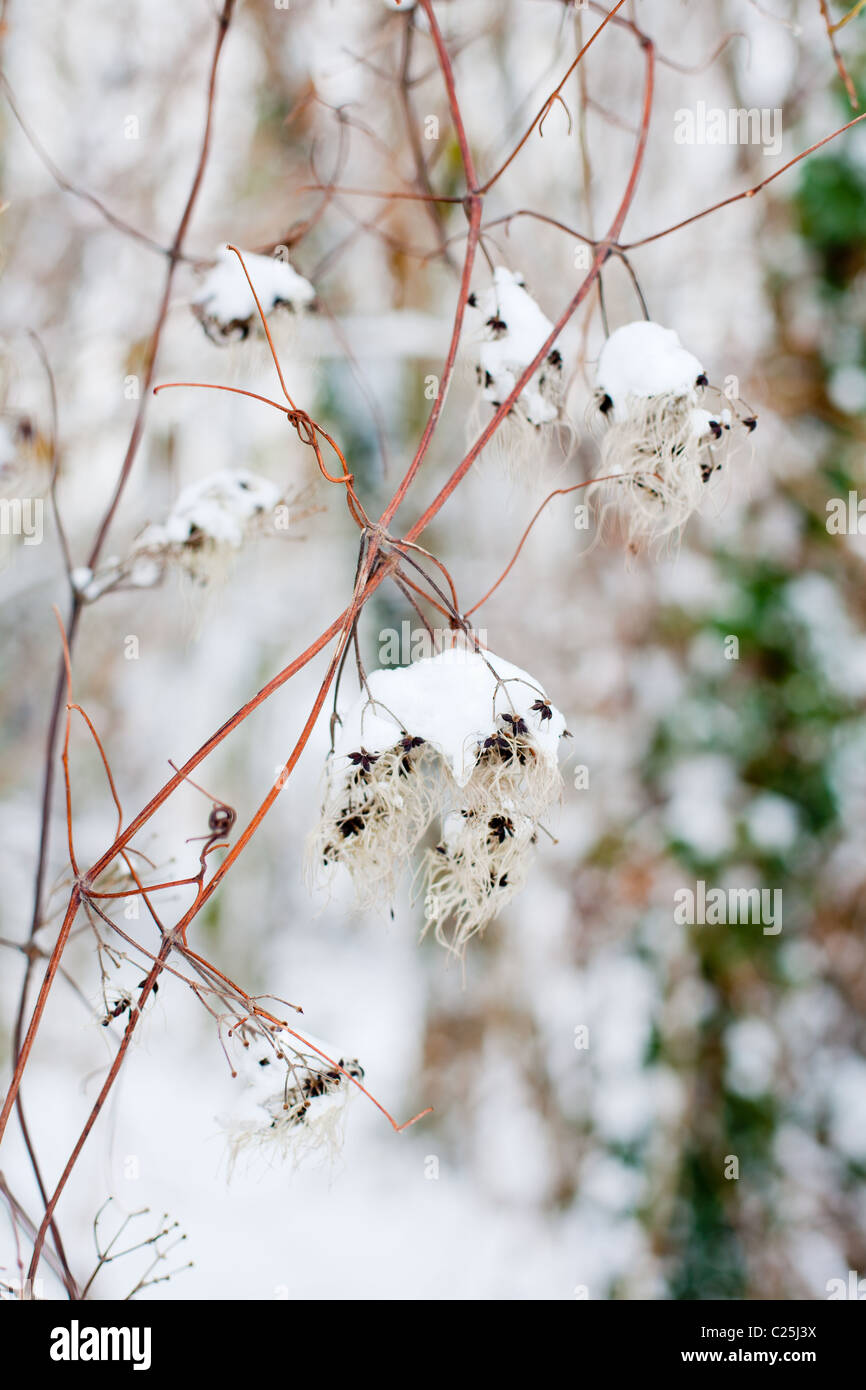 Winter bush hi-res stock photography and images - Alamy