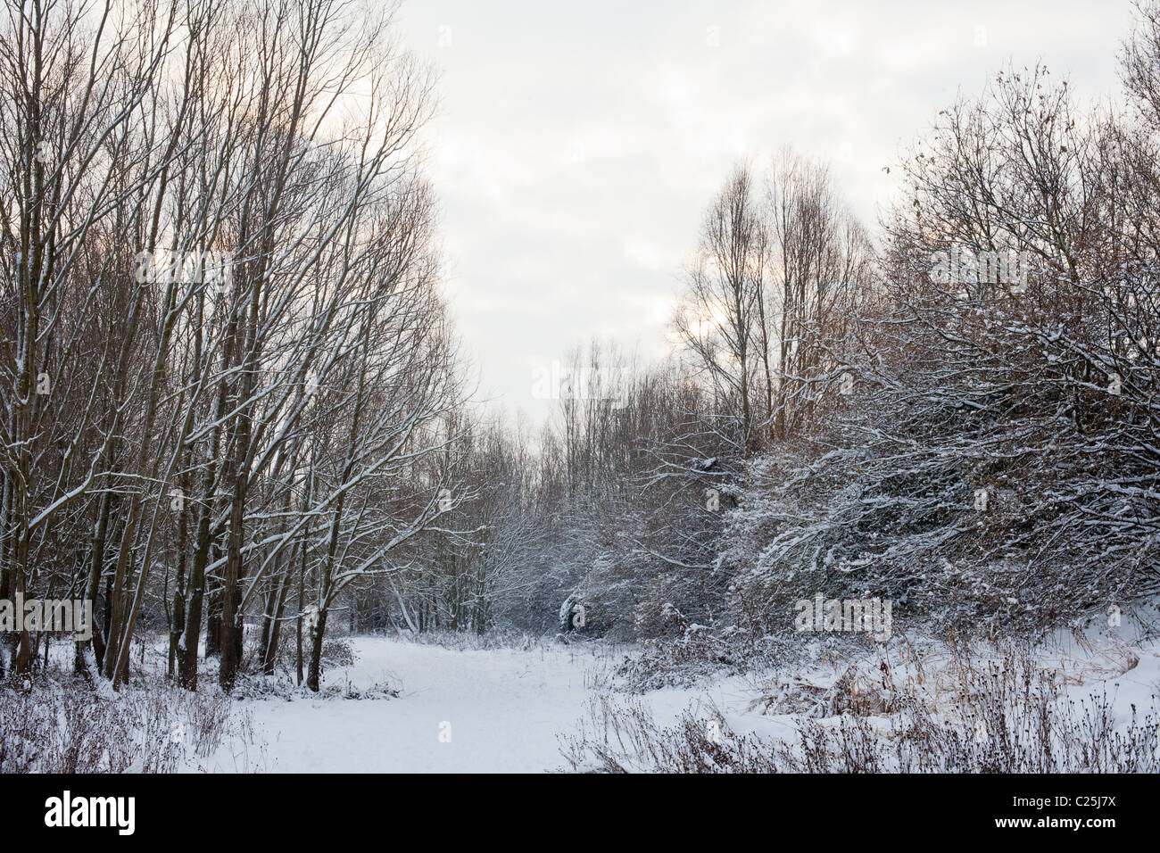 Frozen winter scene in the UK Stock Photo - Alamy