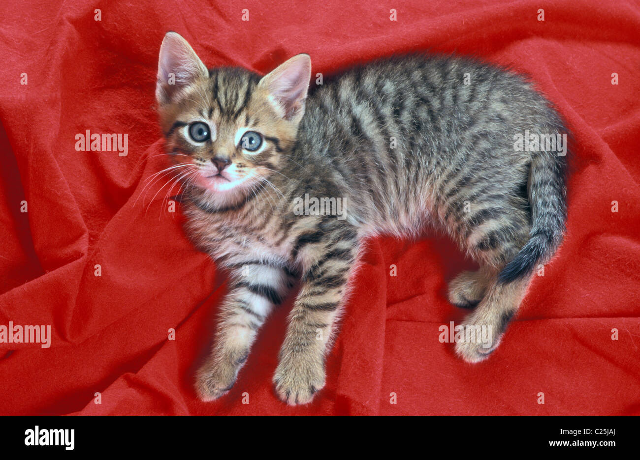 tabby kitten on red blanket Stock Photo - Alamy