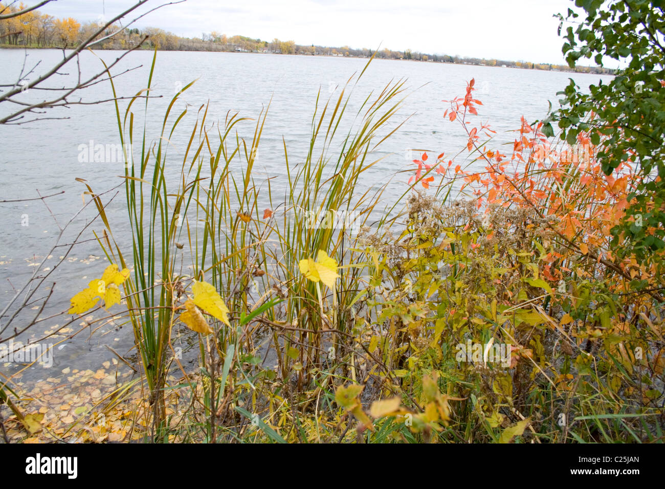 Scenic Clitherall Lake shoreline lined with reeds and autumn leaves ...