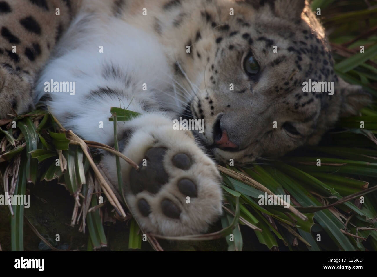 Snow leopard at play Stock Photo - Alamy