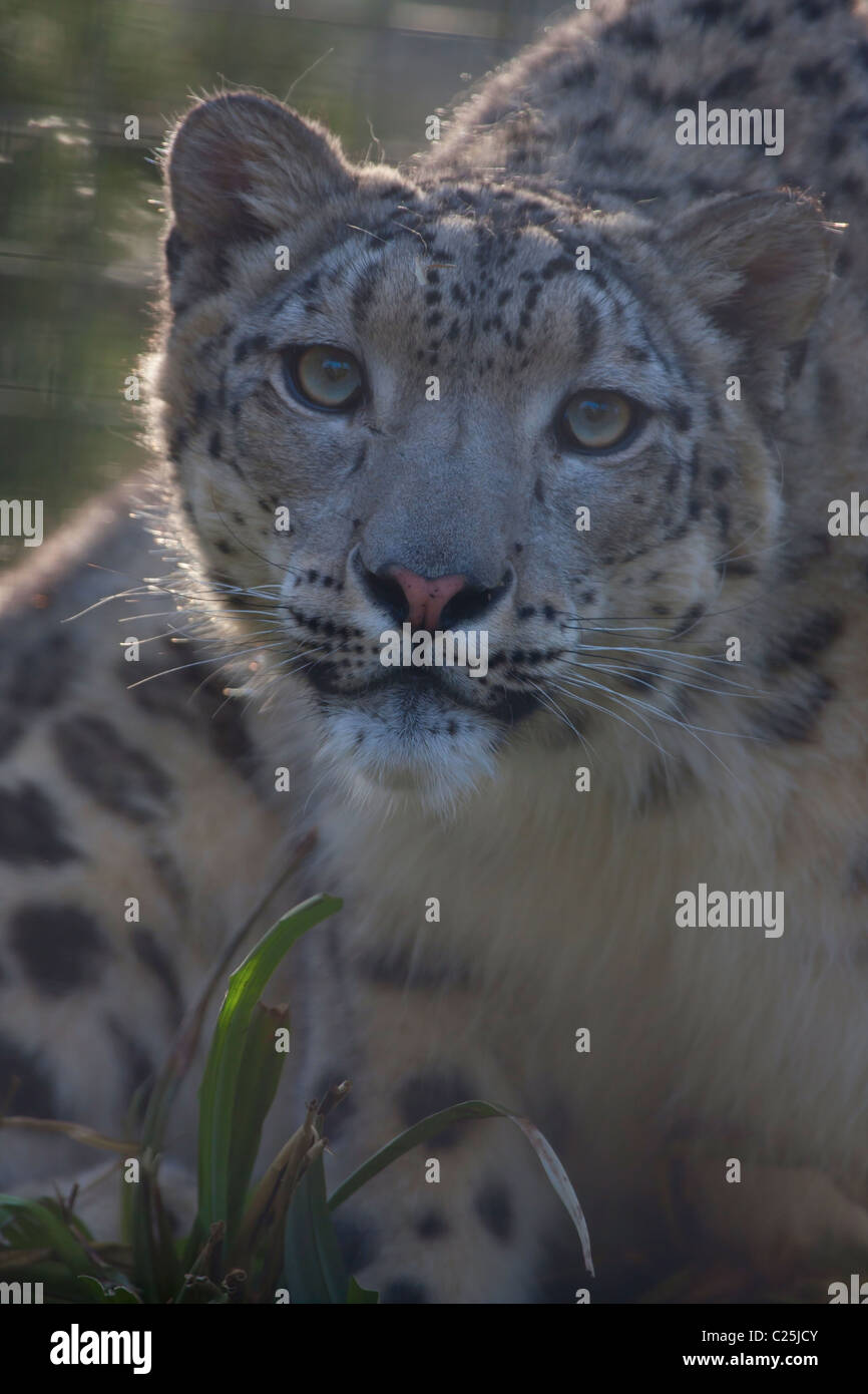 Leopard back hi-res stock photography and images - Alamy