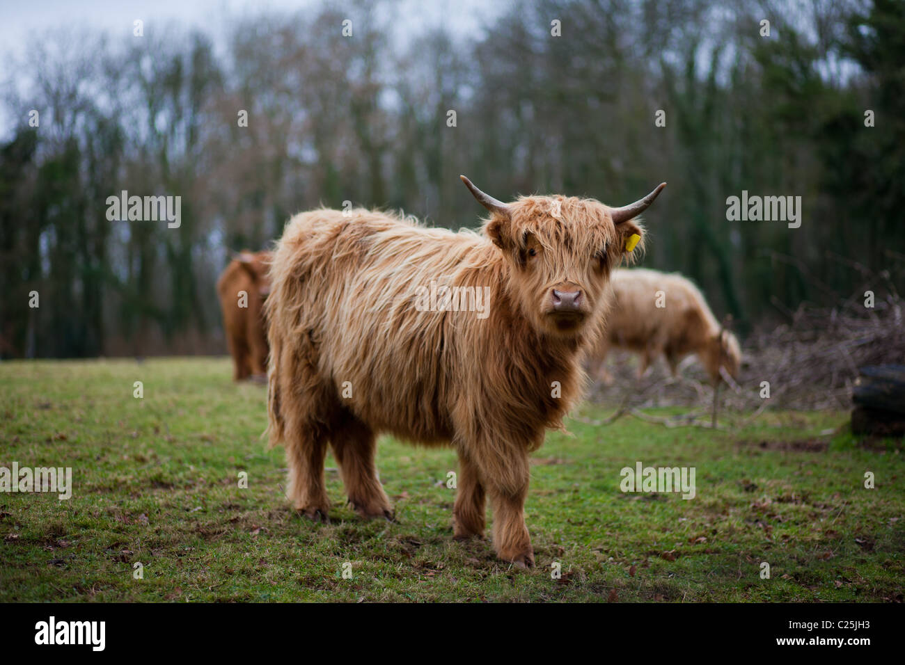 Photograph of a highland cattle hi-res stock photography and images - Alamy