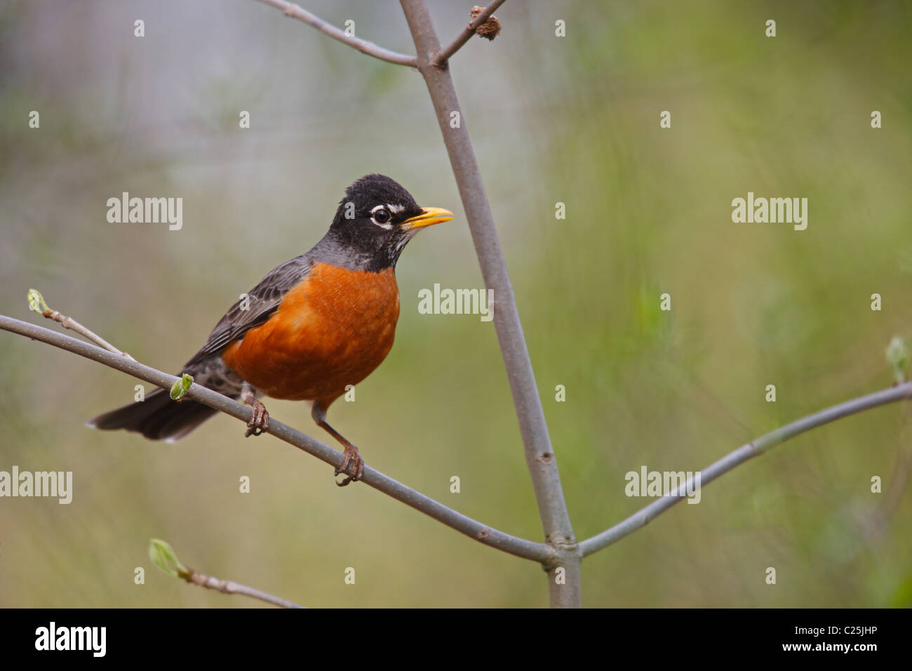 American Robin (Turdus migratorius migratorius), Eastern subspecies ...