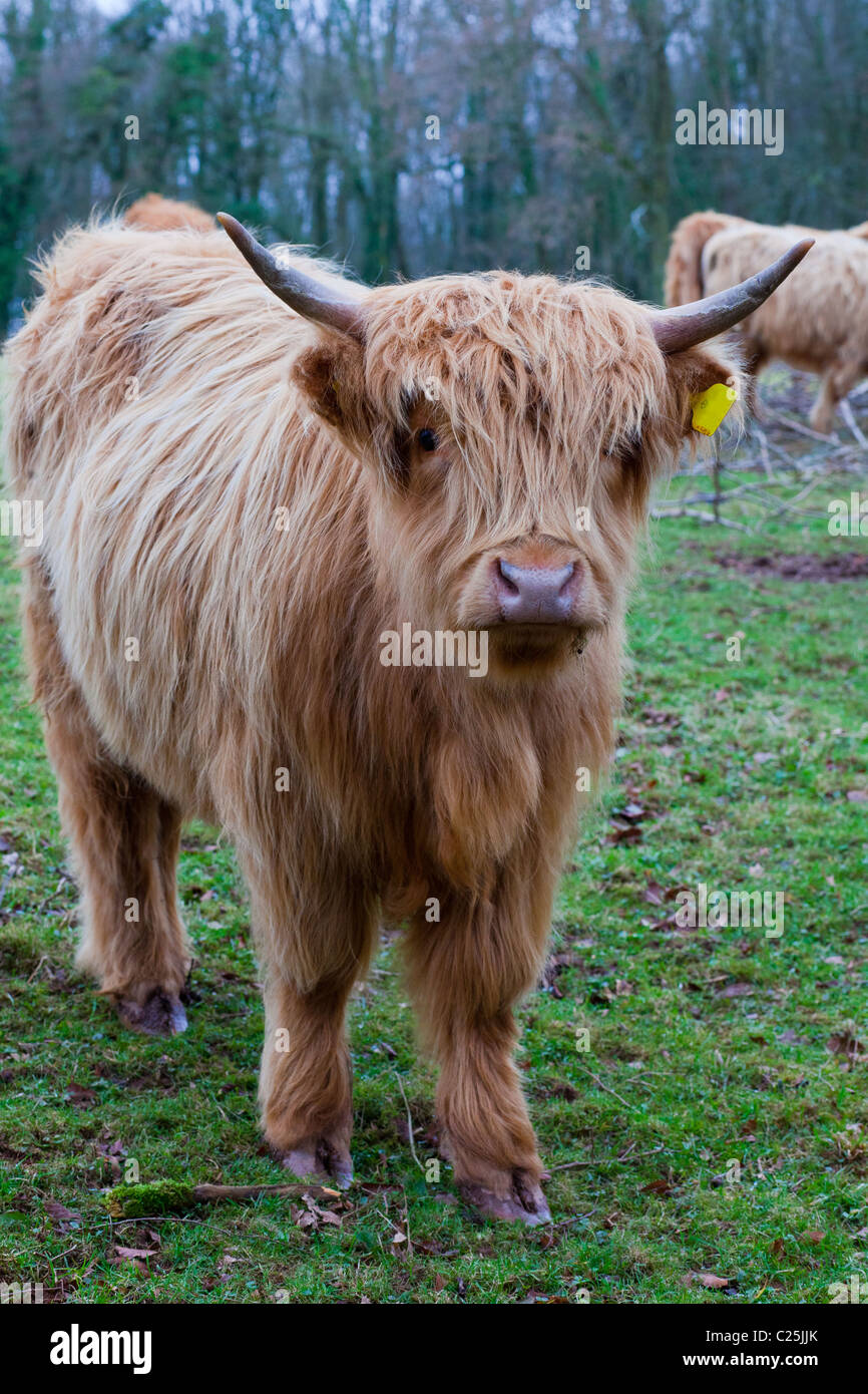 Highland cows in a field Stock Photo - Alamy