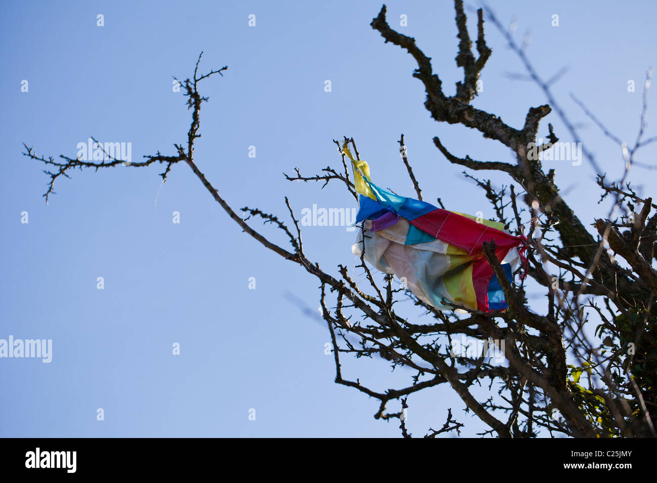 Kite stuck in tree hi-res stock photography and images - Alamy