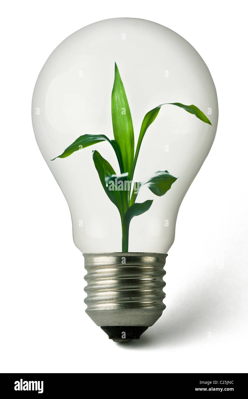 Lightbulb with a bamboo new born tree growing inside, conceptually it ...