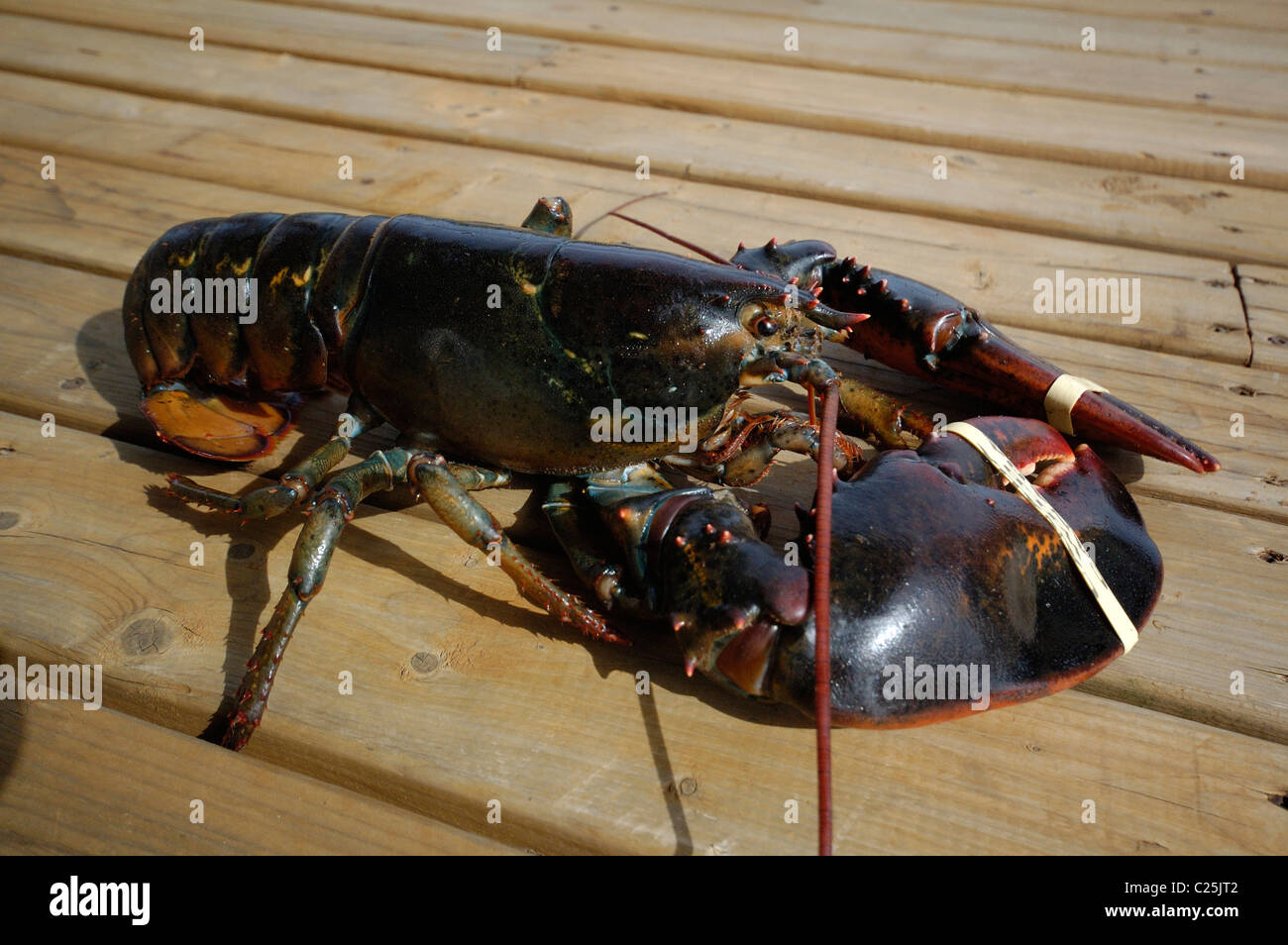 Mid atlantic seafood hi-res stock photography and images - Alamy