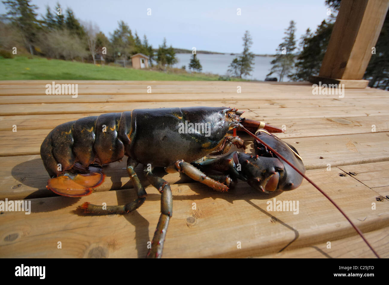 Atlantic Maritime Lobster Stock Photo - Alamy