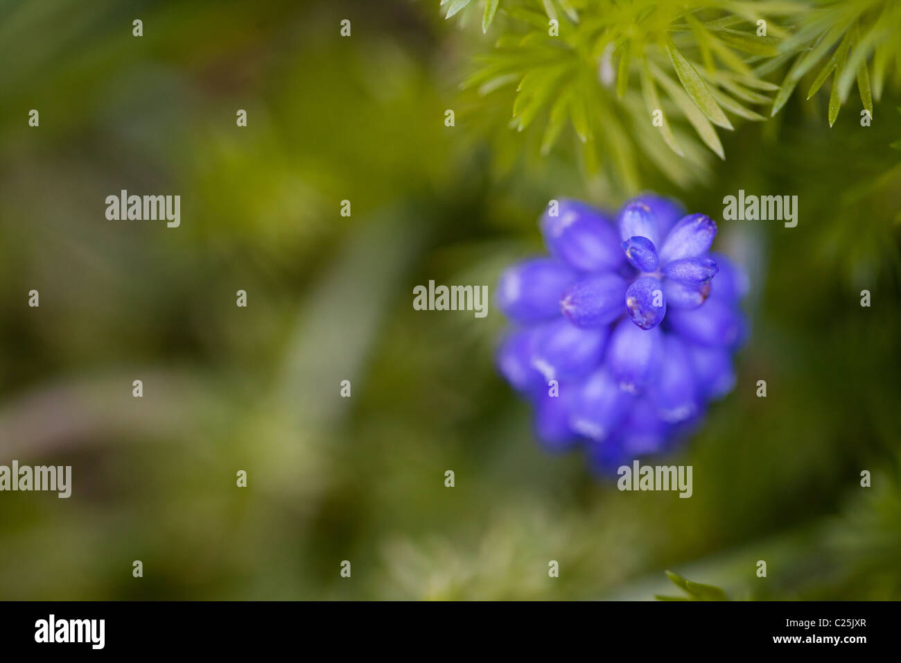 Shallow shot of the top of a bluebell waiting to bloom Stock Photo - Alamy