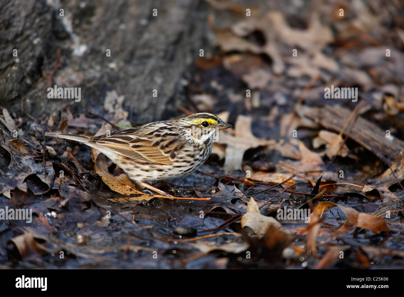 Savannah sparrow passerculus sandwichensis hi-res stock photography and ...