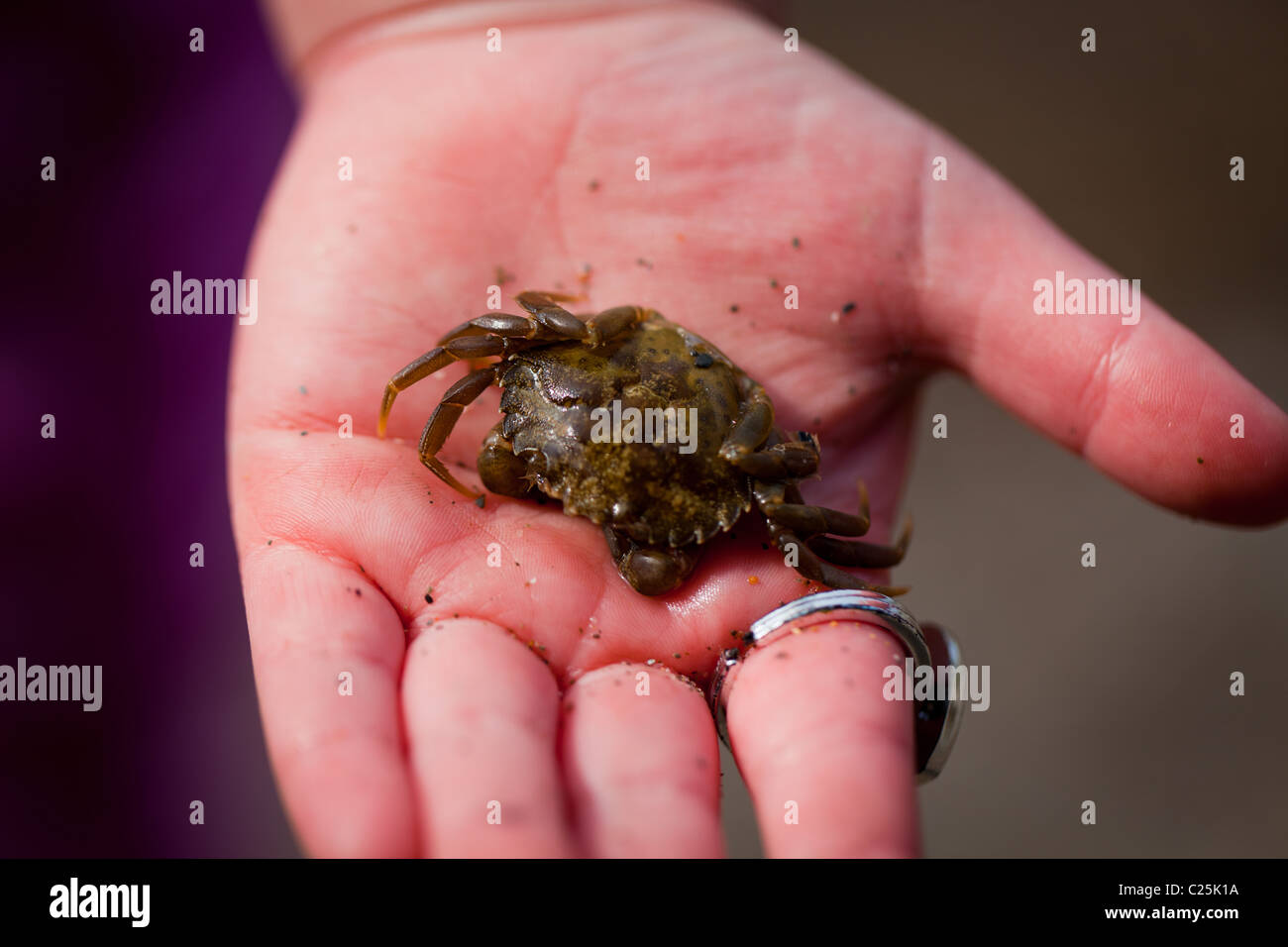 Hand crab hi-res stock photography and images - Alamy