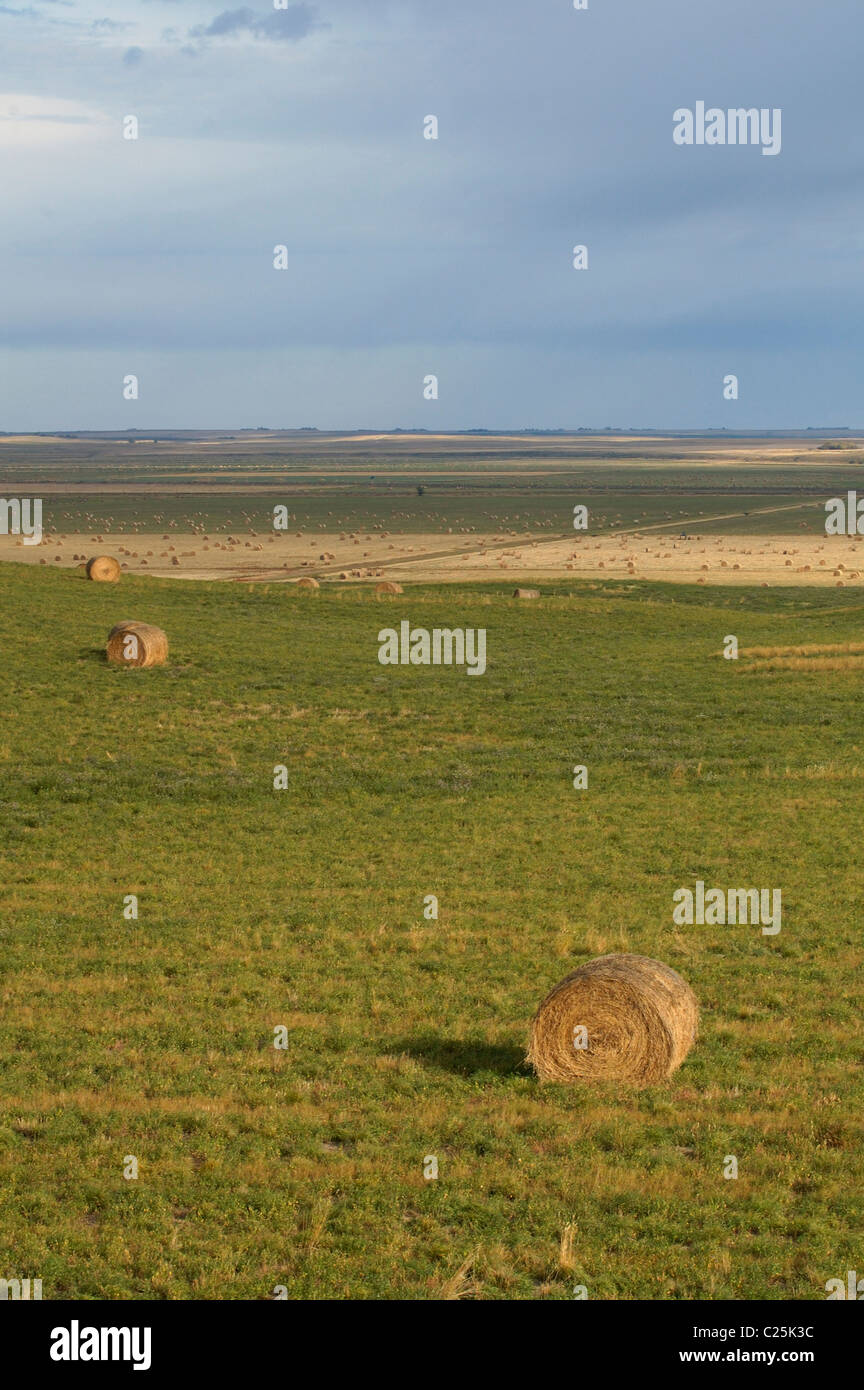 A portrait shot of round hay bails in a western Alberta field early in ...