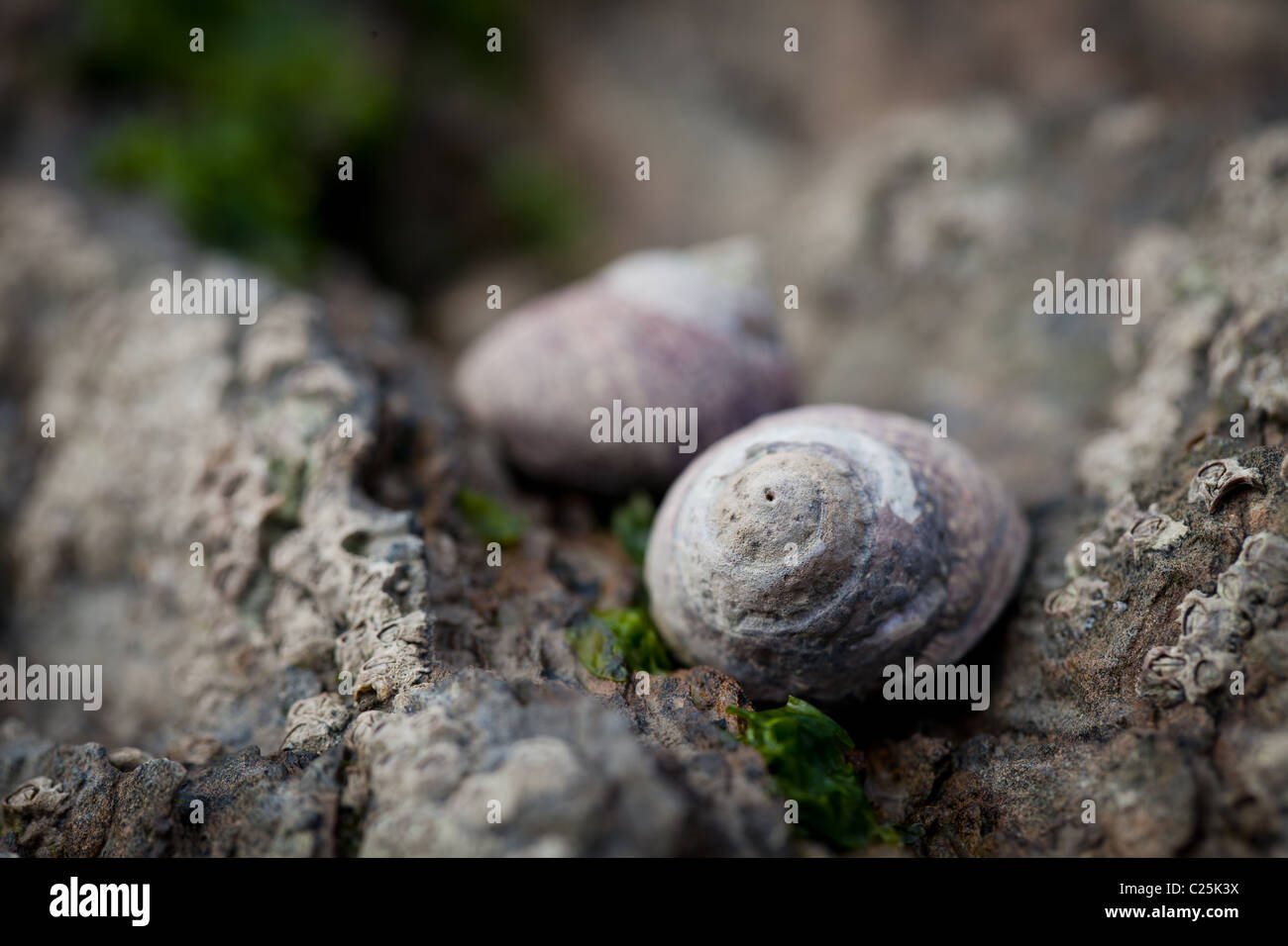 Whelks on a rock on the coast Stock Photo - Alamy