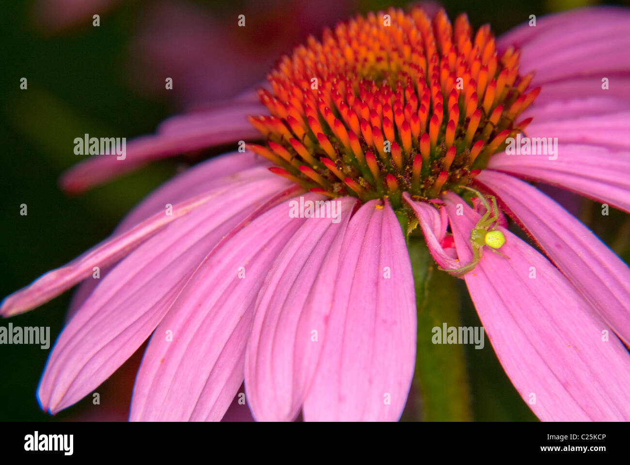 Polish spider hi-res stock photography and images - Alamy