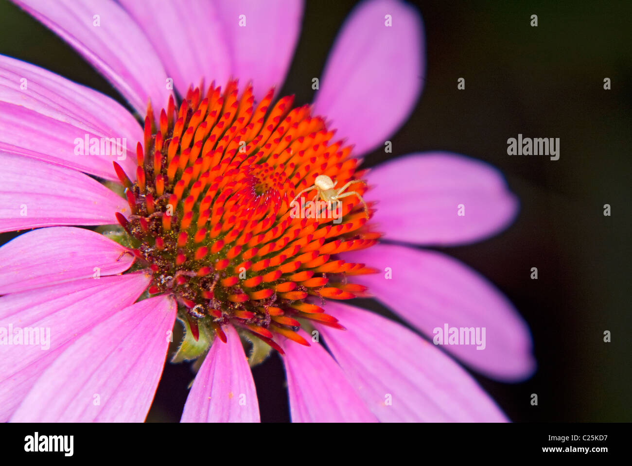 Spider flower field hi-res stock photography and images - Alamy
