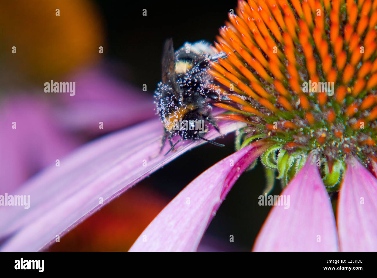 Bee, insect nature, spider, flower, summer Stock Photo - Alamy