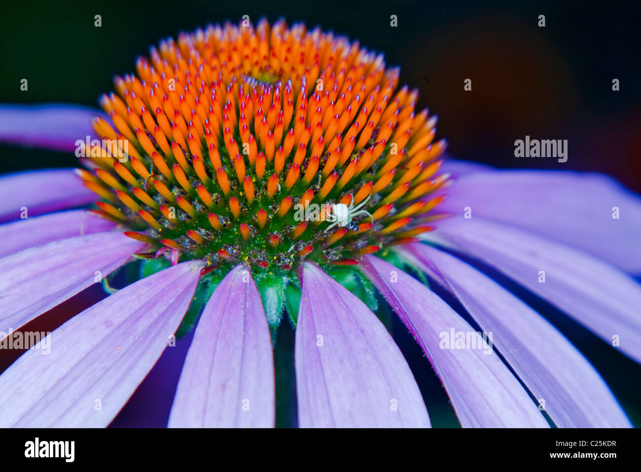 Polish spider hi-res stock photography and images - Alamy