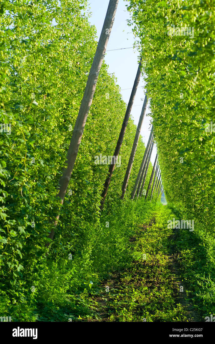 Hops, plantation of hops ,cultivation, fields, crops, beer, plants ...