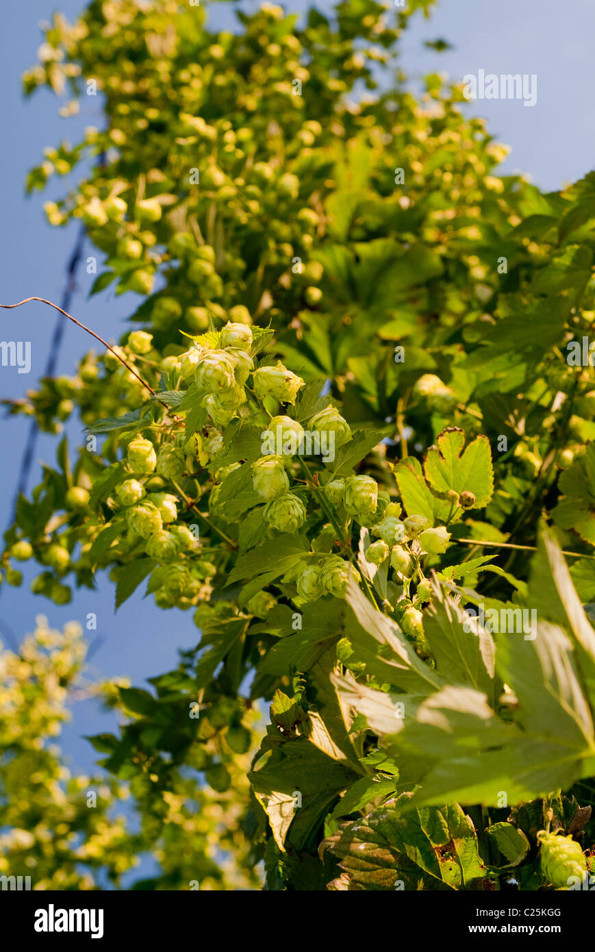 Hops, plantation of hops ,cultivation, fields, crops, beer, plants ...