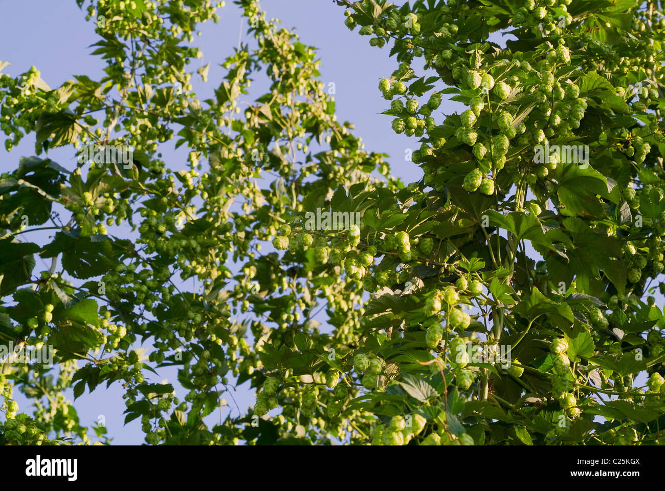 Plantation of hops chmiel piwo hi-res stock photography and images - Alamy