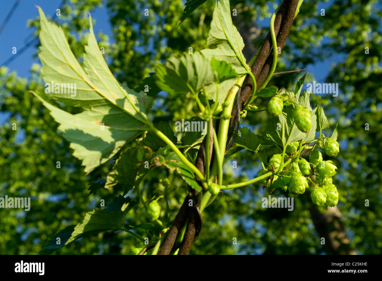 Hops, plantation of hops ,cultivation, fields, crops, beer, plants ...