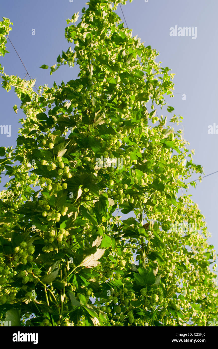 Hops, plantation of hops ,cultivation, fields, crops, beer, plants ...