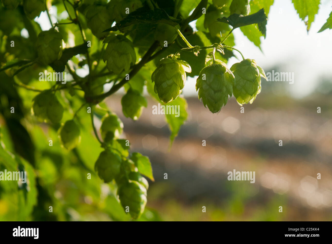 Hops, plantation of hops ,cultivation, fields, crops, beer, plants ...