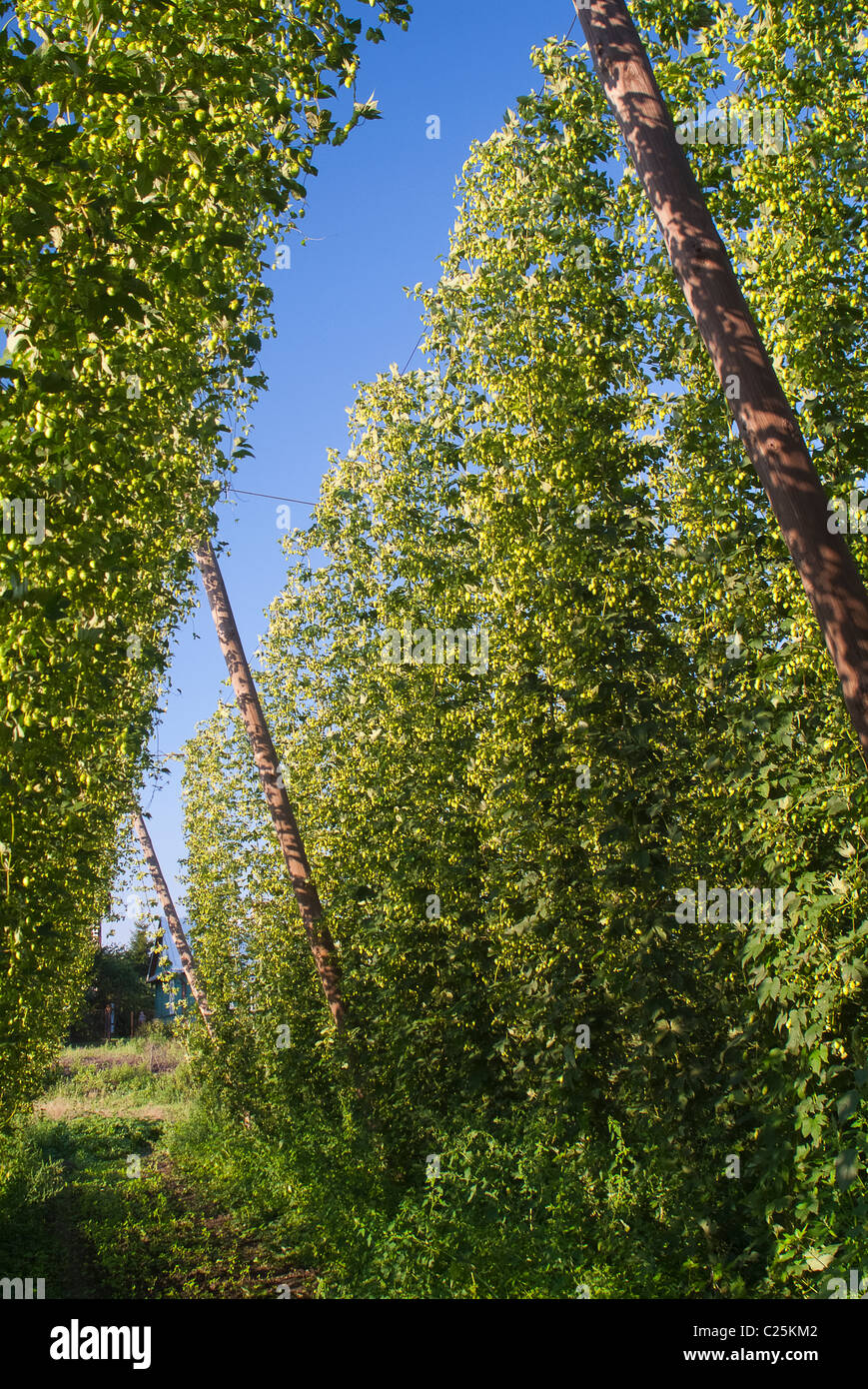 Hops, plantation of hops ,cultivation, fields, crops, beer, plants ...