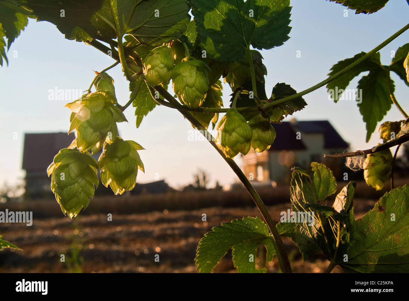 Hops, plantation of hops ,cultivation, fields, crops, beer, plants ...