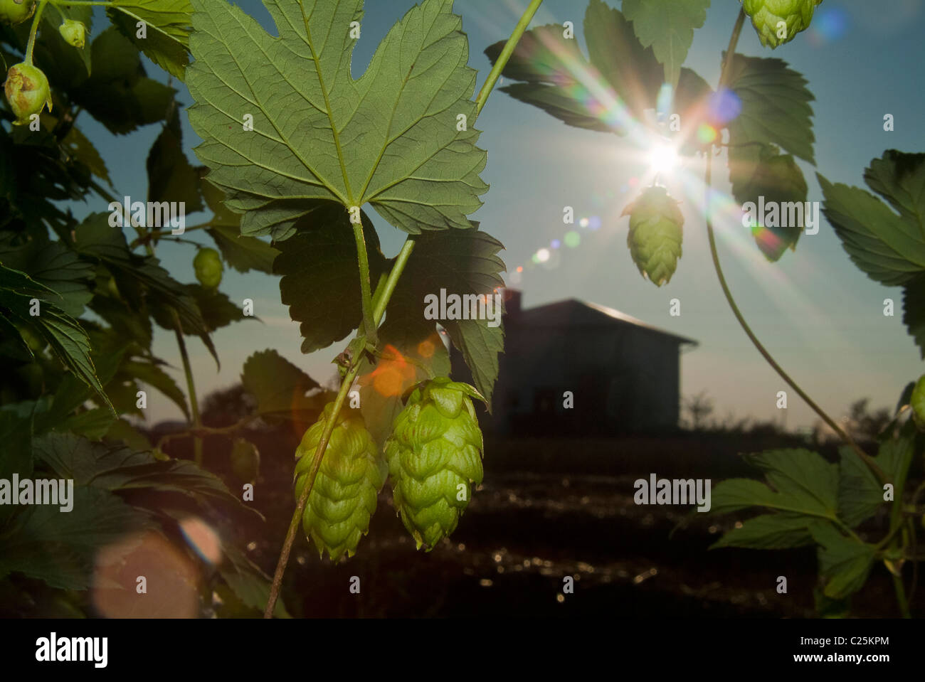 Hops, plantation of hops ,cultivation, fields, crops, beer, plants ...