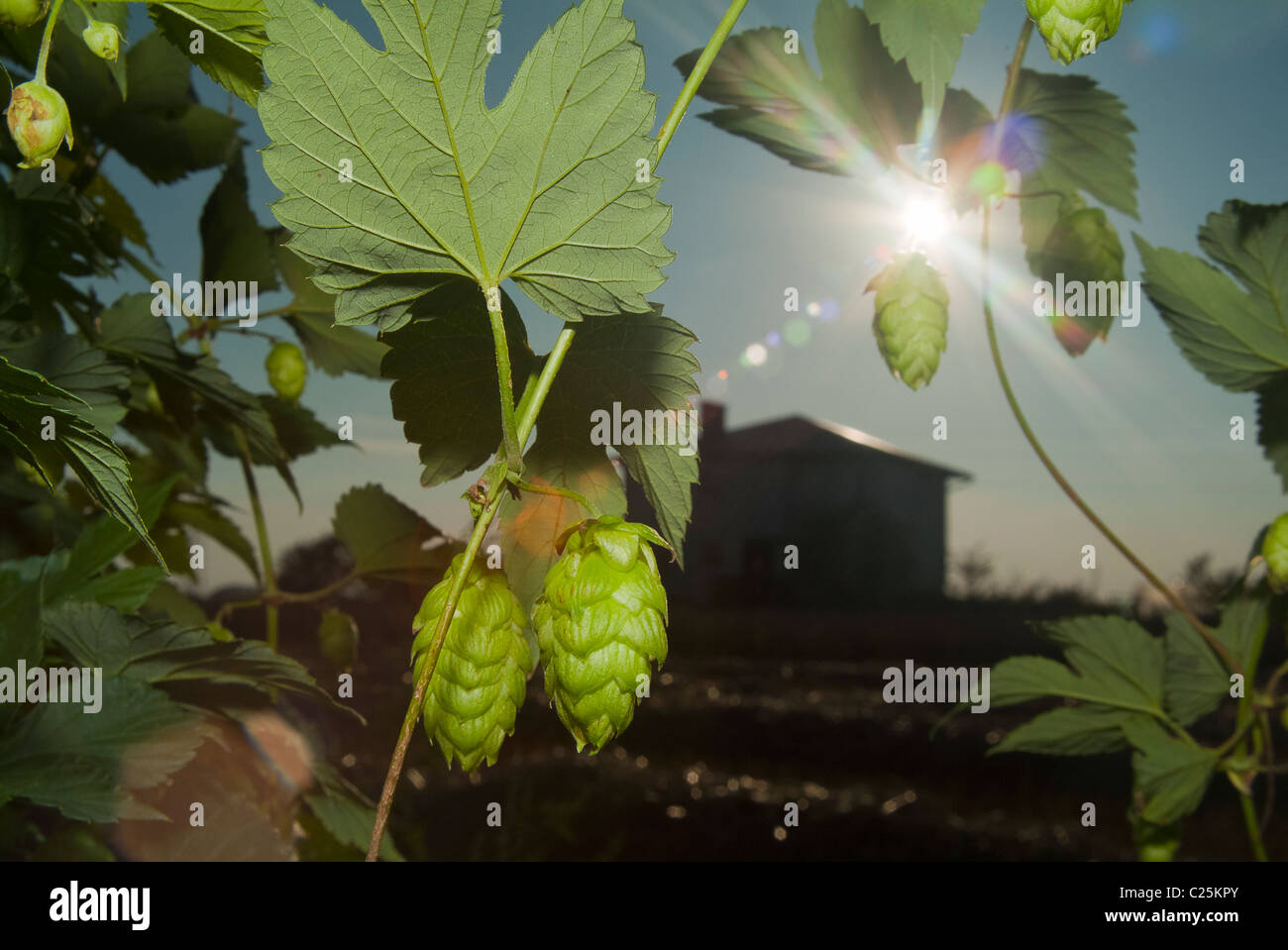 Hops, plantation of hops ,cultivation, fields, crops, beer, plants ...
