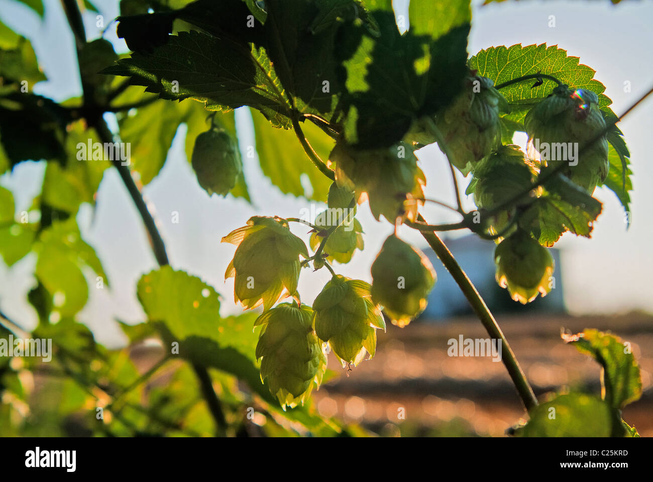 Hops, plantation of hops ,cultivation, fields, crops, beer, plants ...