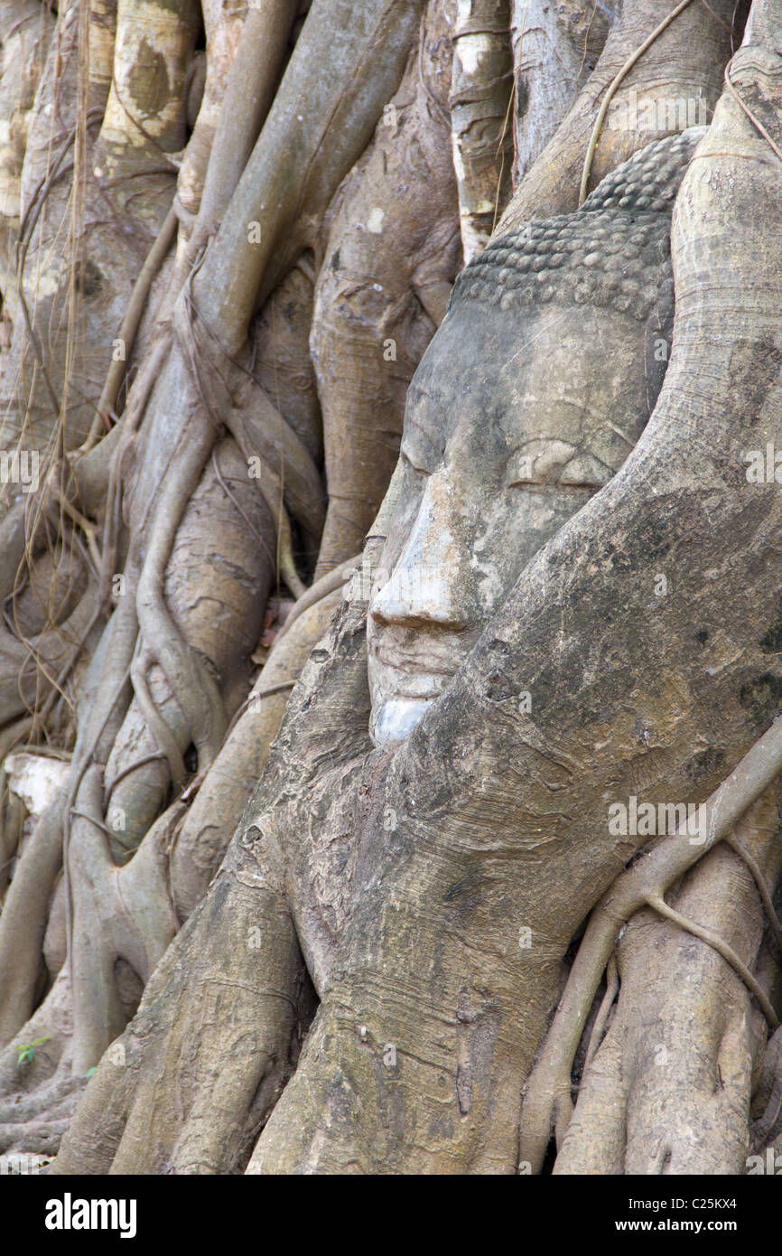 Buddha head in the tree hi-res stock photography and images - Alamy