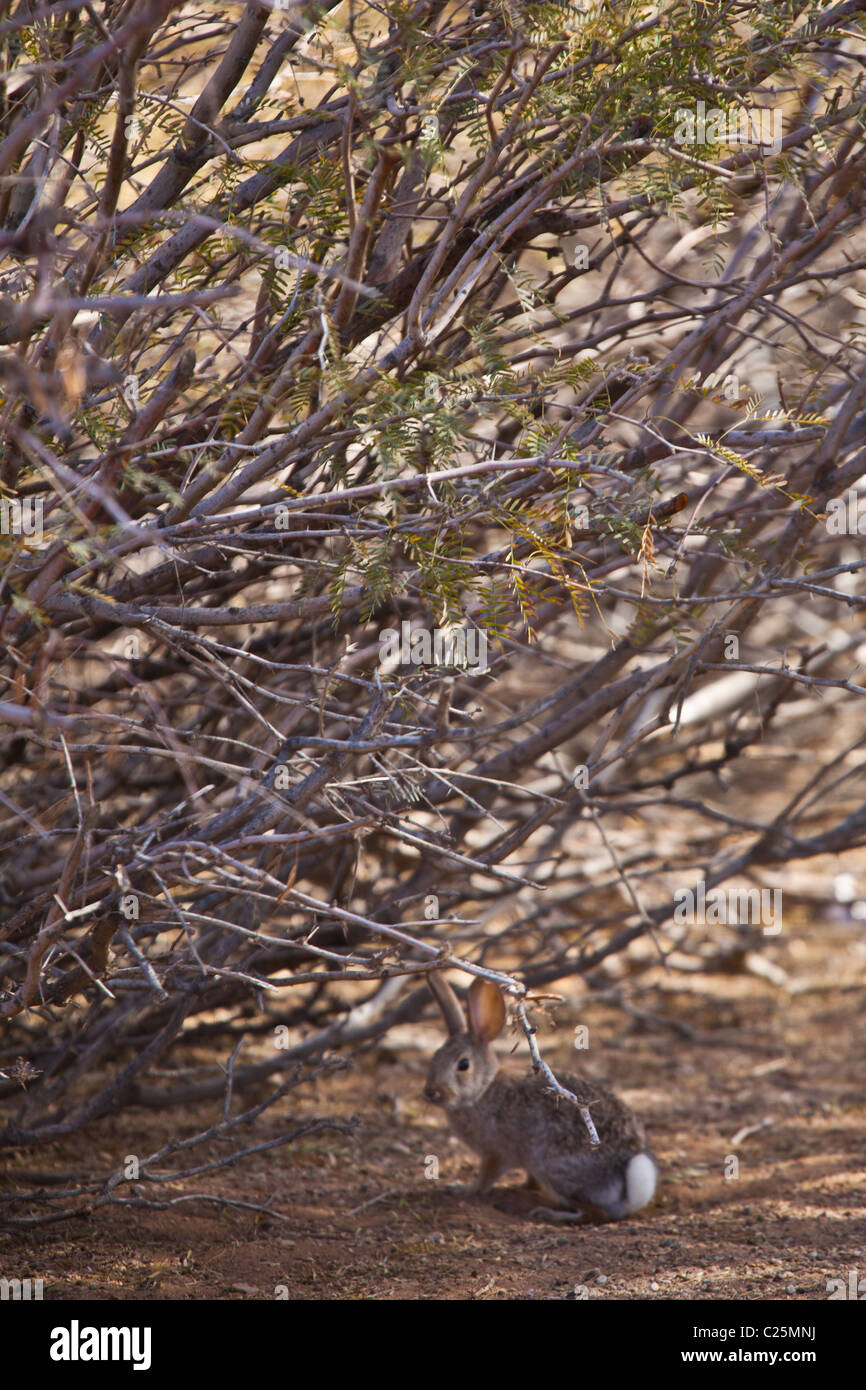 A Desert Cottontail rabbit (Sylvilagus audubonii) at the Sonny Bono ...