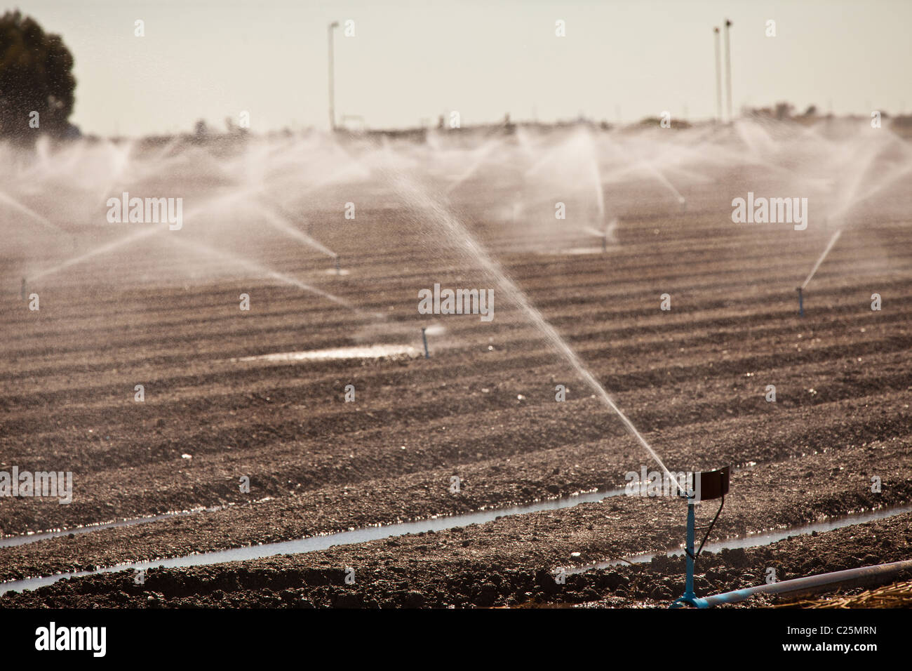 Freshly planted field being irrigated in the Imperial Valley Niland, CA ...