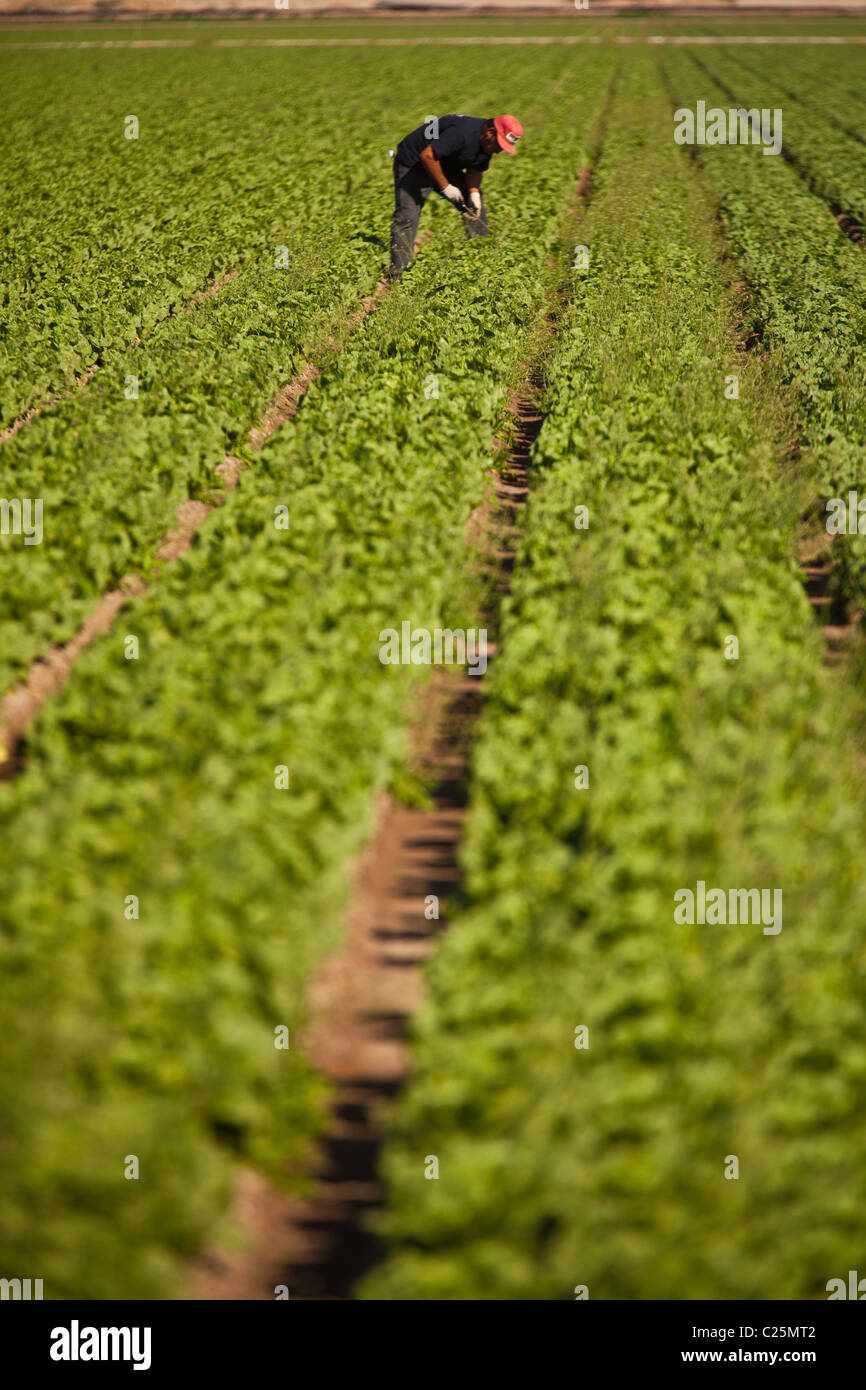 A Mexican agriculture worker in a field of lettuce in the Imperial ...