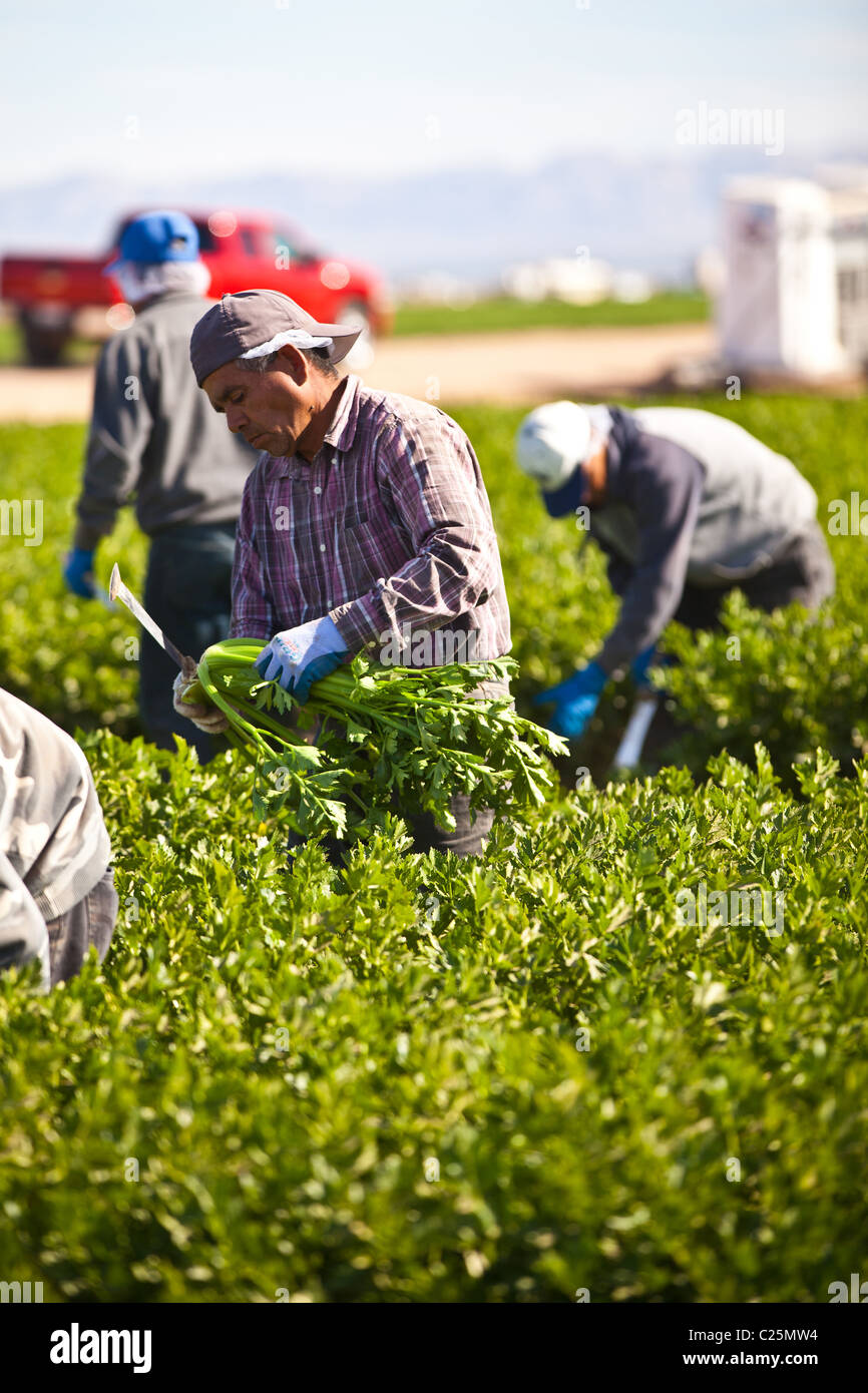 Mexican worker hi-res stock photography and images - Alamy