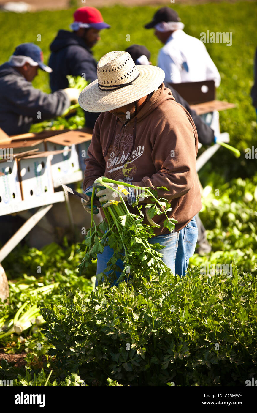 Mexican agriculture workers harvest celery in the Imperial Valley ...